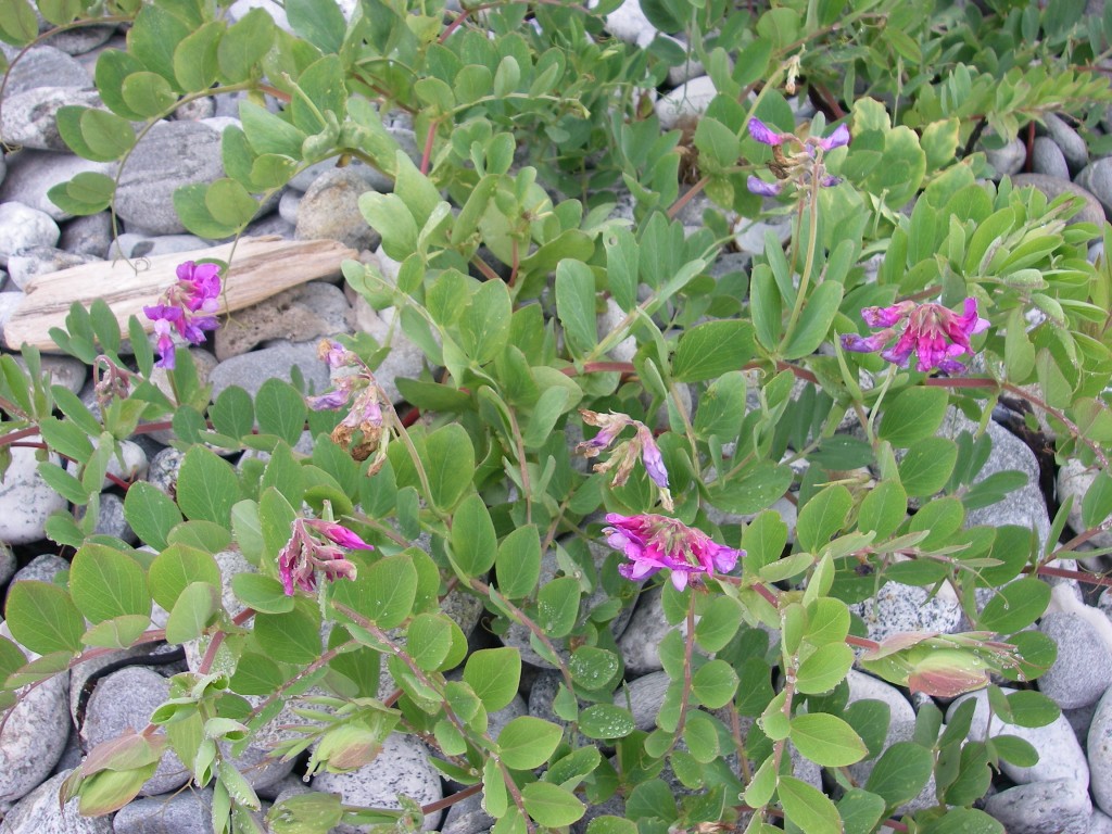 70. Roseway Beach | Southwest Paddlers – Nova Scotia